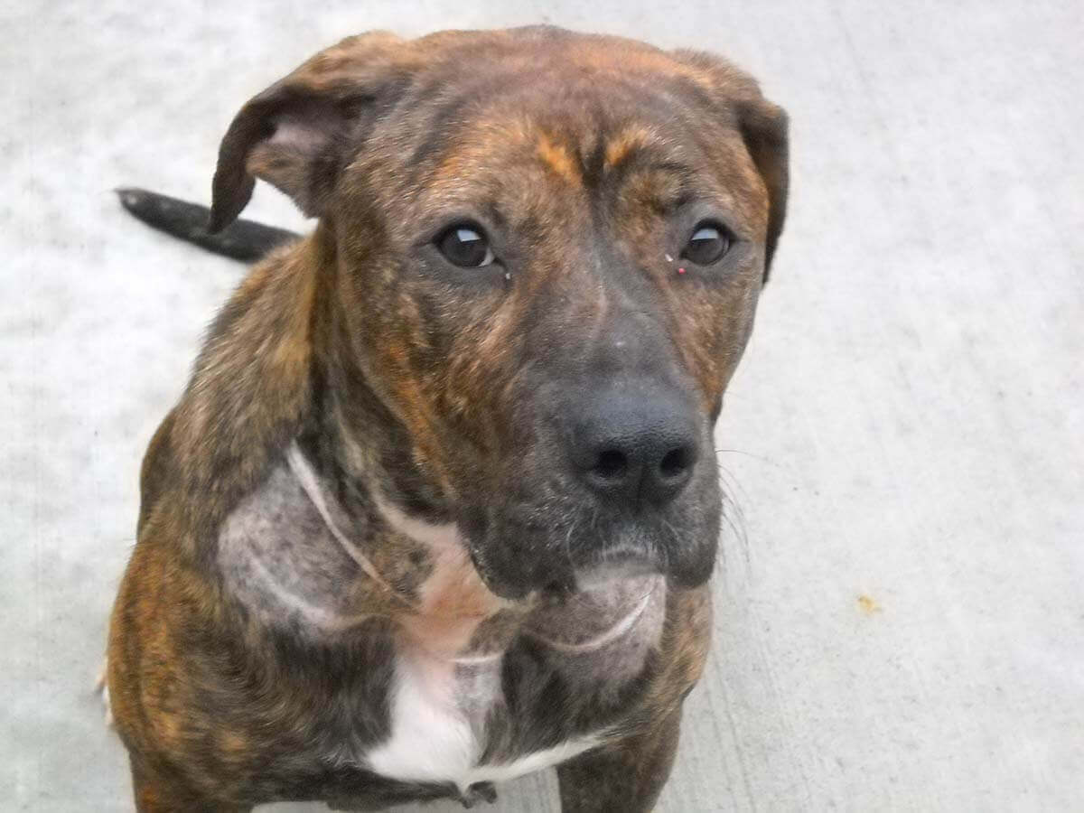 Our Services - Humane Society